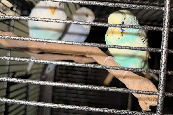 Parakeets for sale