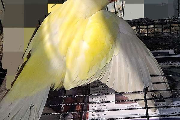 Female Indian ringneck