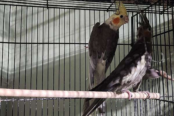 Cockatiel pairs