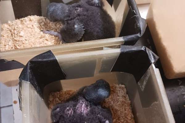 Solomon Island eclectus