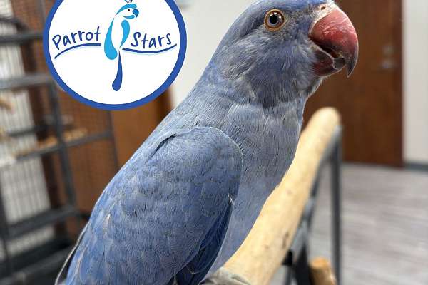 Baby Violet Cobalt Indian Ringneck Available at Parrot Stars!