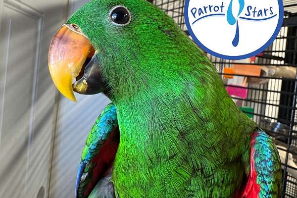Baby Solomon Island Eclectus Available at Parrot Stars!
