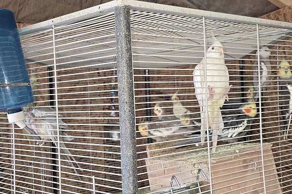 Breeder Cockatiels for Sale