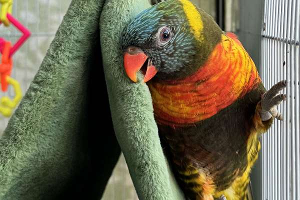 Olive Rainbow Lorikeet-Young