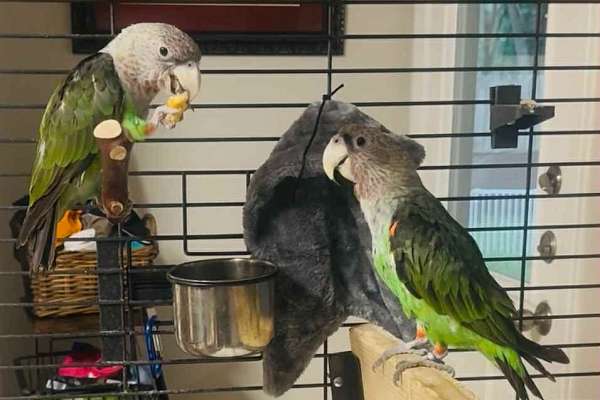 African Cape Parrot / Piocephalus Robustus