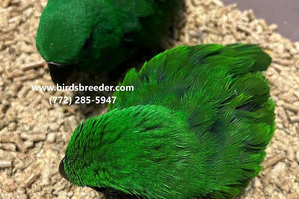 More baby pure Vosmaeri Eclectus hatching soon at $2,500 ea. Multi-purchase