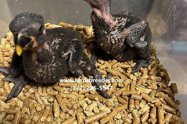 More baby Solomon Island Eclectus hatching soon at $2,000 ea. Multi-purchas