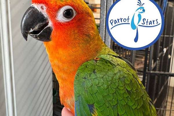 Baby Red Factor Jenday Conure Available at Parrot Stars!
