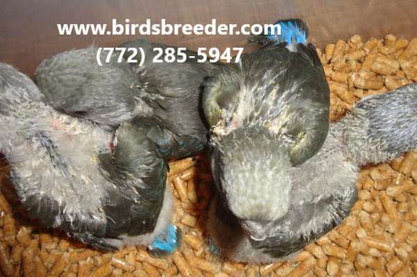 Hard to find baby Ruppell's Parrots hatching soon at $2,000 each