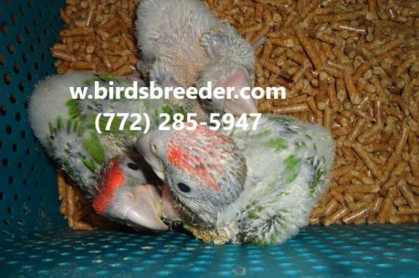 More baby Brown Neck (Cape) Parrots hatching soon at $3,000 ea. Multi-pur