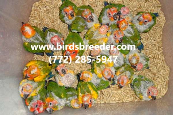 Baby Sun Conures are always available at wholesale prices