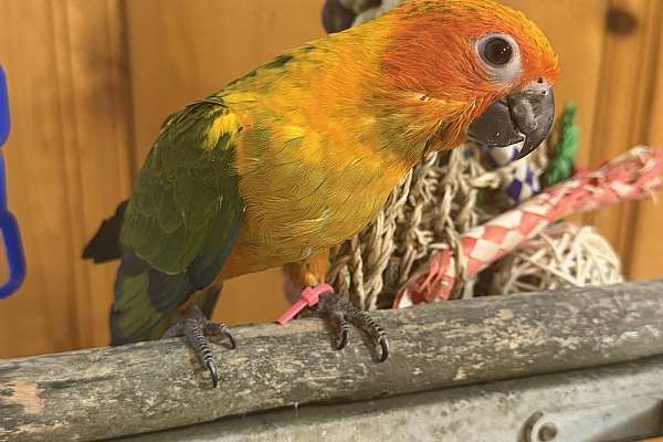 Hand fed sun conures