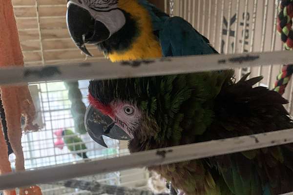 Bonded pairs of Macaw Amazon African Grey