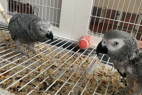 Bonded breeding pair African Grey/ sold