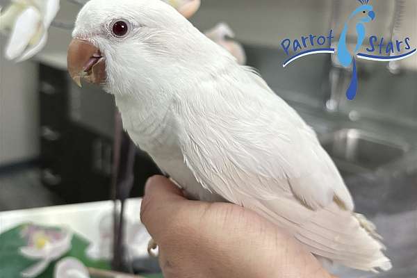 Baby Albino Quaker Parrot Available at Parrot Stars!