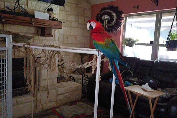 Ruby macaw for sale