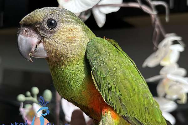 Baby Senegal Parrot Available at Parrot Stars!