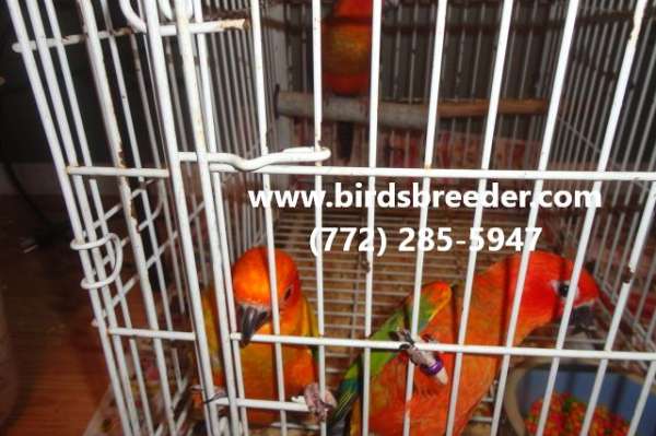 Red factor Sun Conure in nest at $550 ea. Multi-purchase discount available