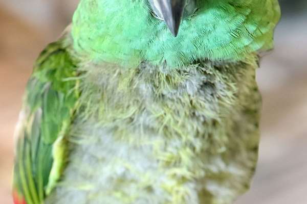 Meet Junior- Yellow Naped Amazon