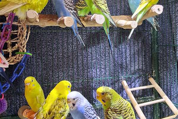 Just thinning the flock