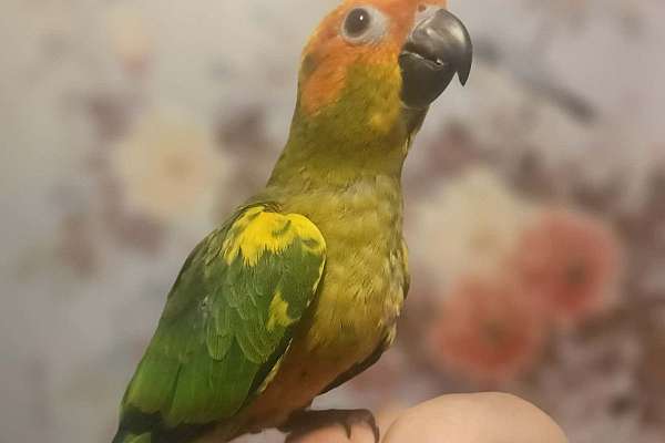 Sun Conure Baby Purple band