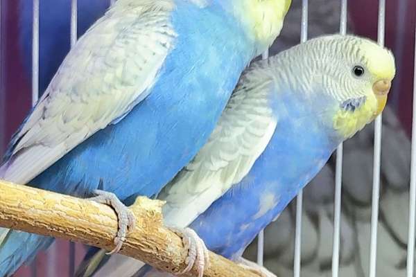 American Budgies
