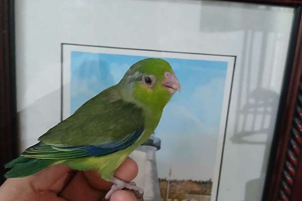 Green Fallow parrotlet