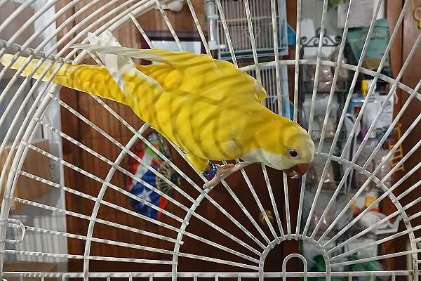 Lutino Yellow Quaker Parrot