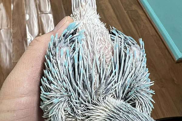 Rare mutation ringneck baby!