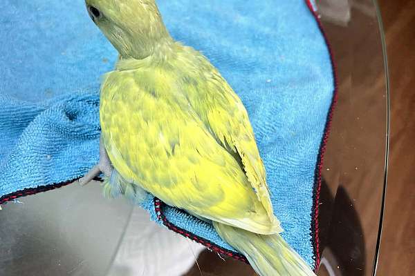 Rare mutation ringneck baby