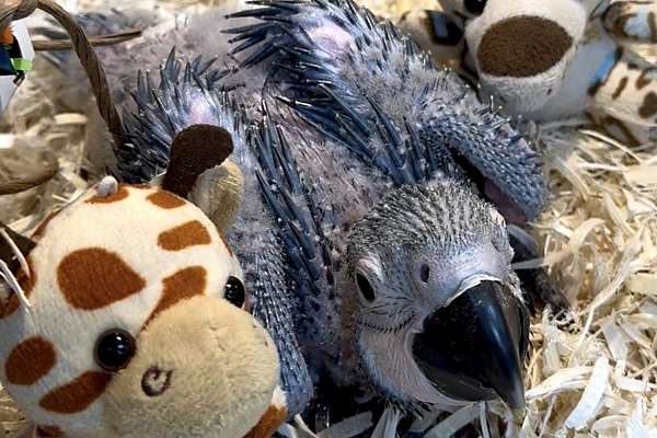 Baby Blue & Gold Macaw