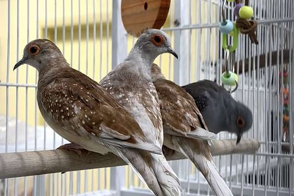 Diamond Doves