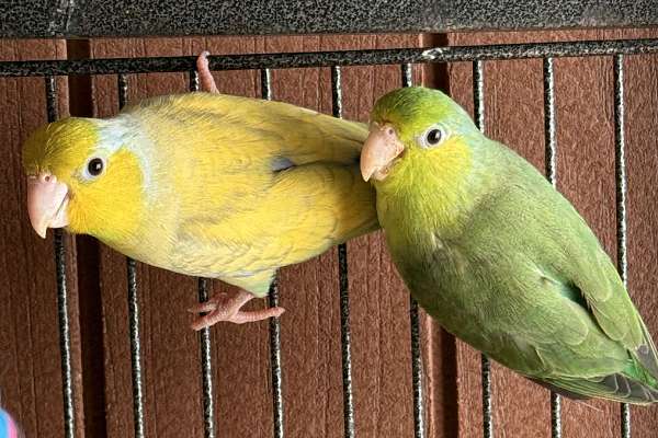 Breeding pair of Parrotlets