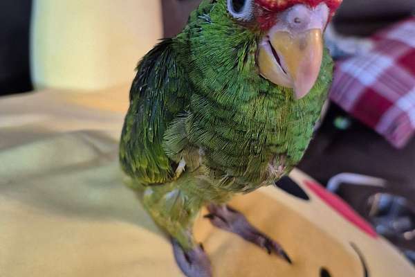 White Fronted Amazon Parrot Babies