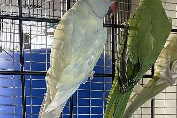 Indian ringnecks