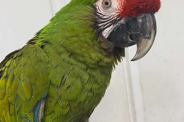 Military macaw