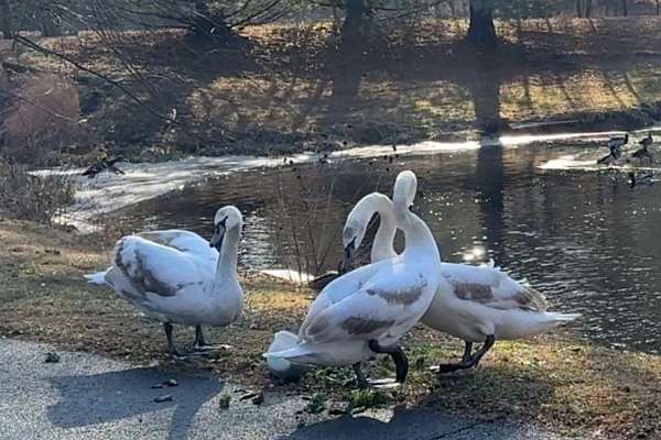 3 Juvenile Mute Swans – Bucks County – Need Placement ASAP (Buckingham)