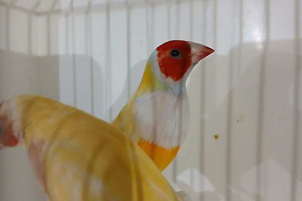 Lady Gouldians Finch