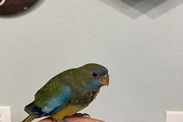 Baby scarlet chested parakeet
