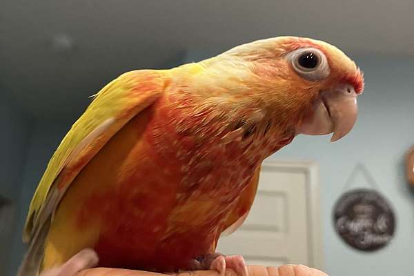 Sun cheek green cheek conure