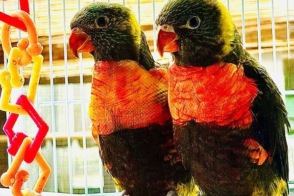 Olive Rainbow Lory