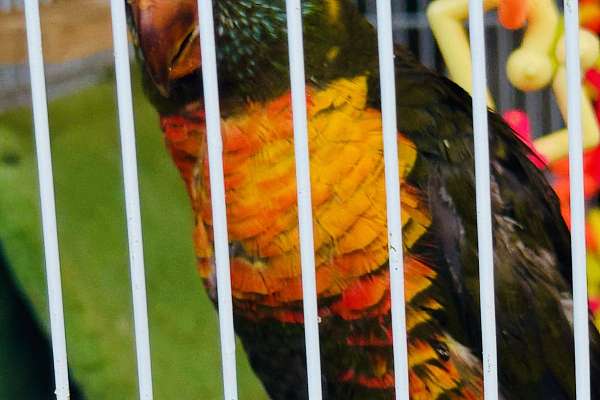 Olive Rainbow Lory