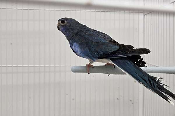 Violet Splendid - Scarlet Chested Parakeet