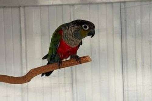 Crimson Belly Conure