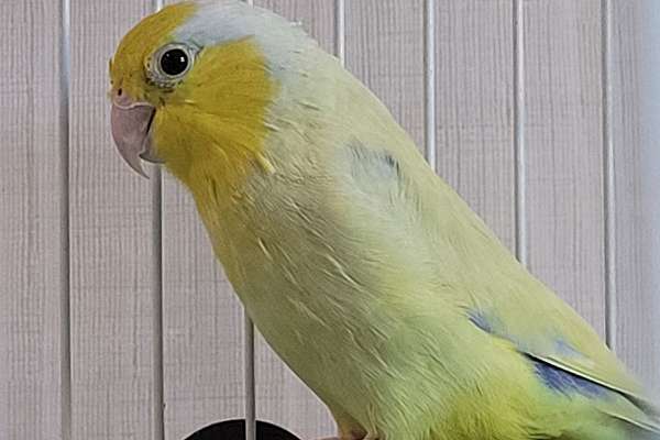 Yellow Pacific Parrotlet male