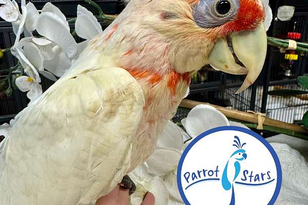 Baby Slender-Billed Cockatoo