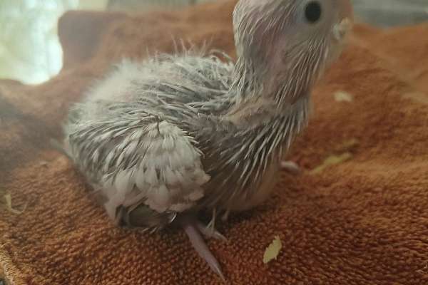 Whiteface Cockatiel baby