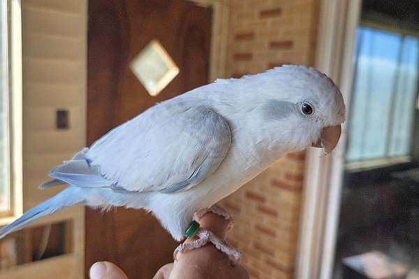 Blue crossover quaker parrot