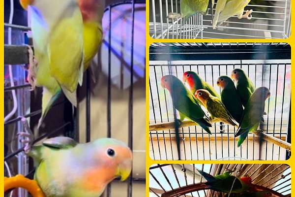 Lovebirds for sale