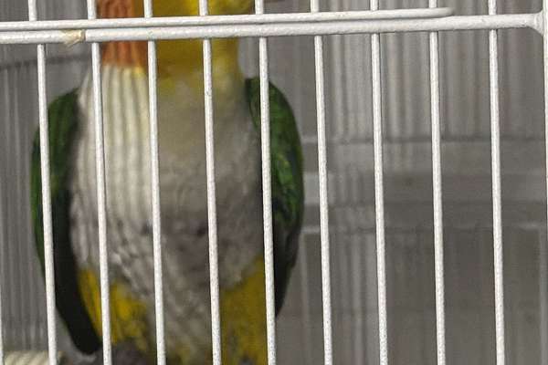 Caique